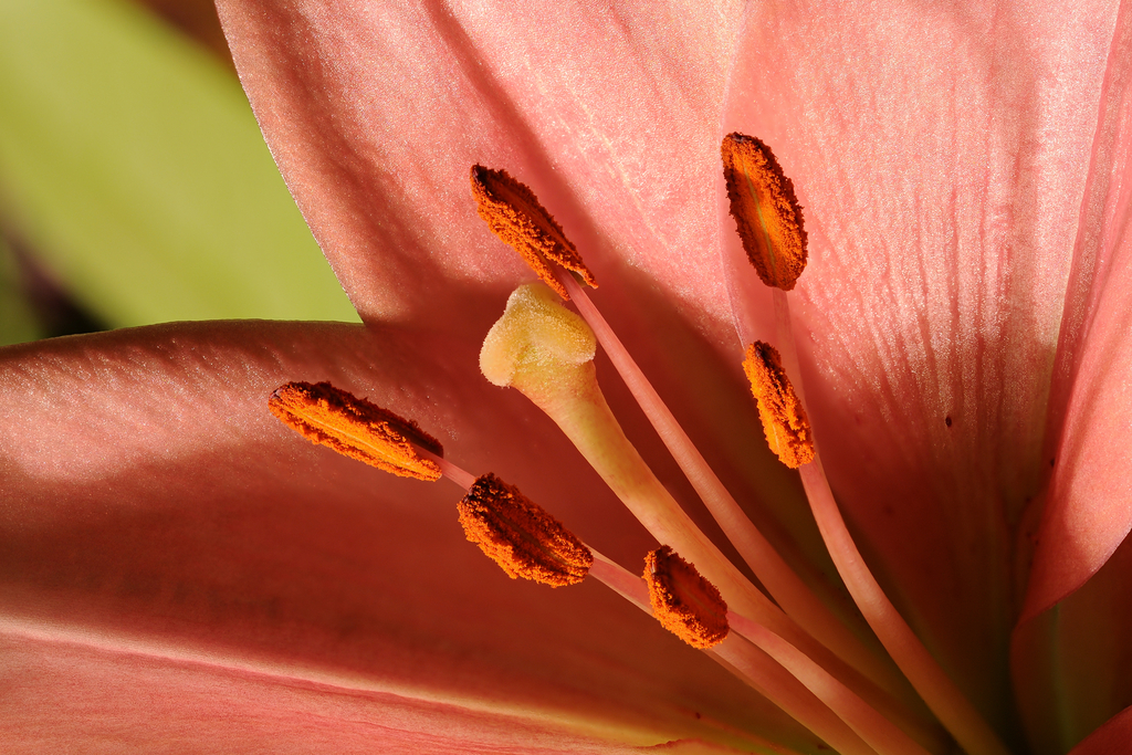 What Is Focus Stacking Phowd